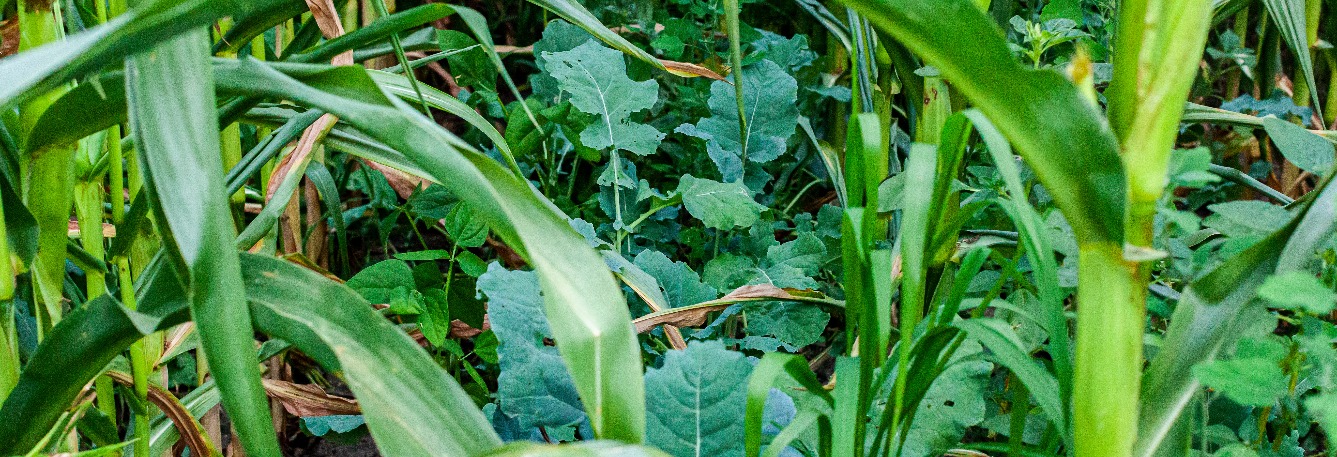 Harnessing the Power of Cover Crops: Advantages for Sustainable Agriculture